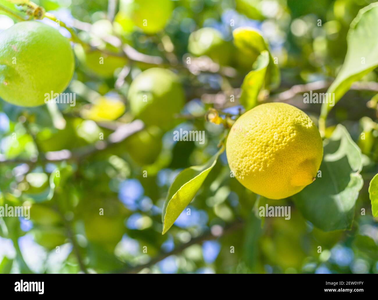 Lemon tree leaves hi-res stock photography and images - Alamy