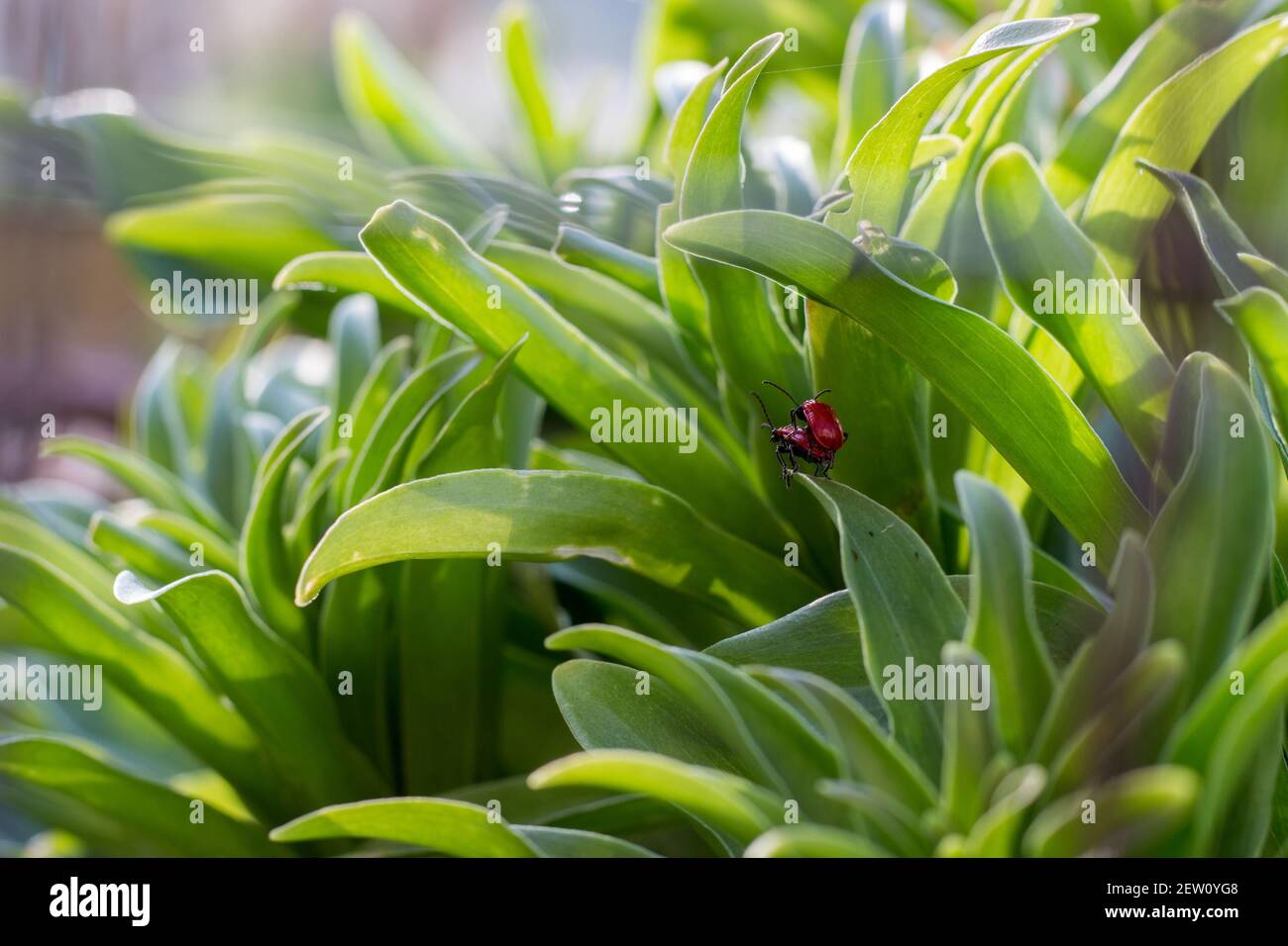 The scarlet lily beetle in love, red lily beetle, or lily leaf beetle ...