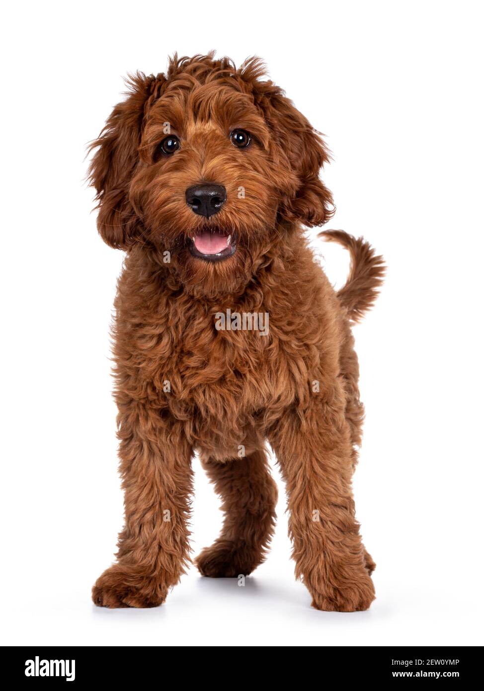 Cute red Cobberdog puppy, standing facing front. Looking curious ...