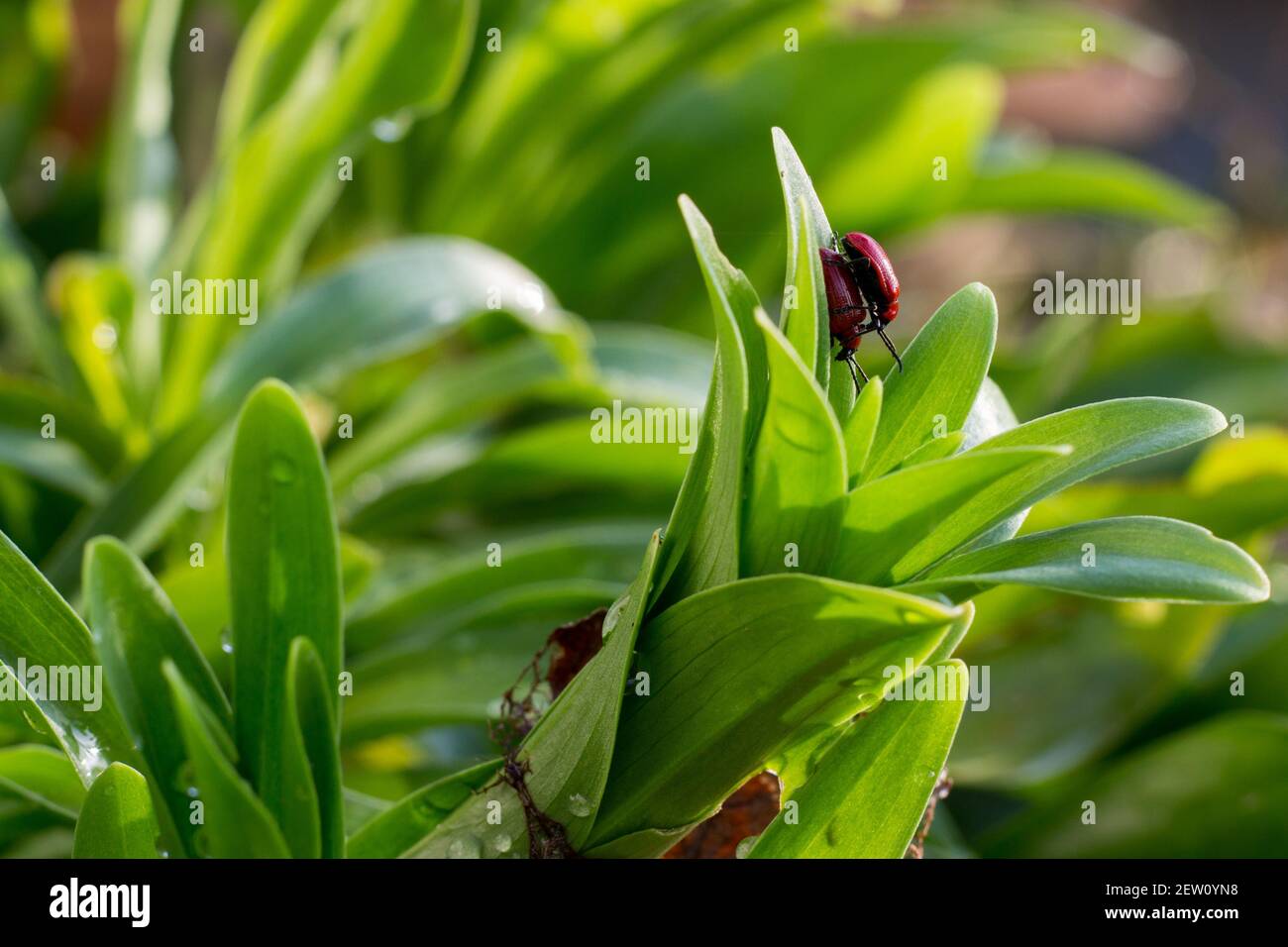 The scarlet lily beetle in love, red lily beetle, or lily leaf beetle ...