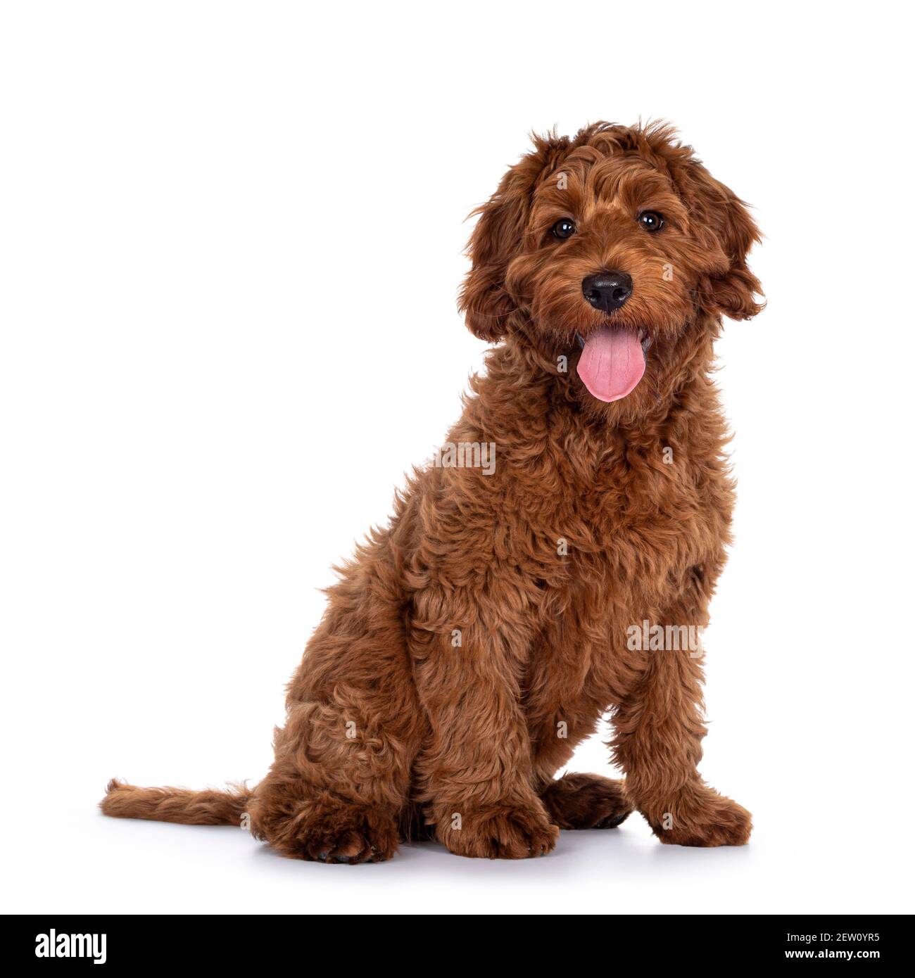 Cute red Cobberdog puppy, sitting side ways. Looking curious towards ...