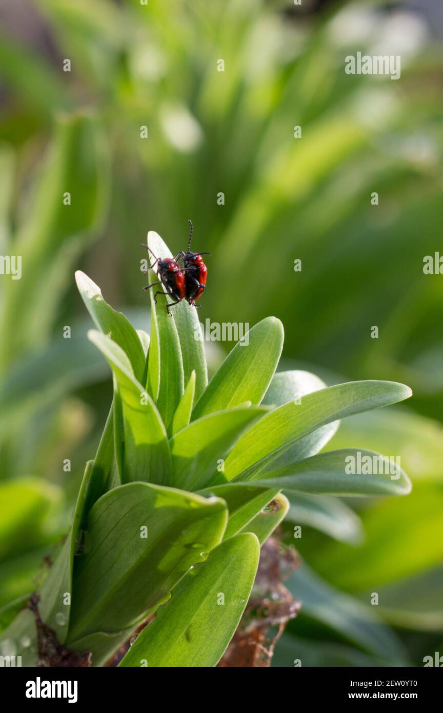The scarlet lily beetle in love, red lily beetle, or lily leaf beetle ...