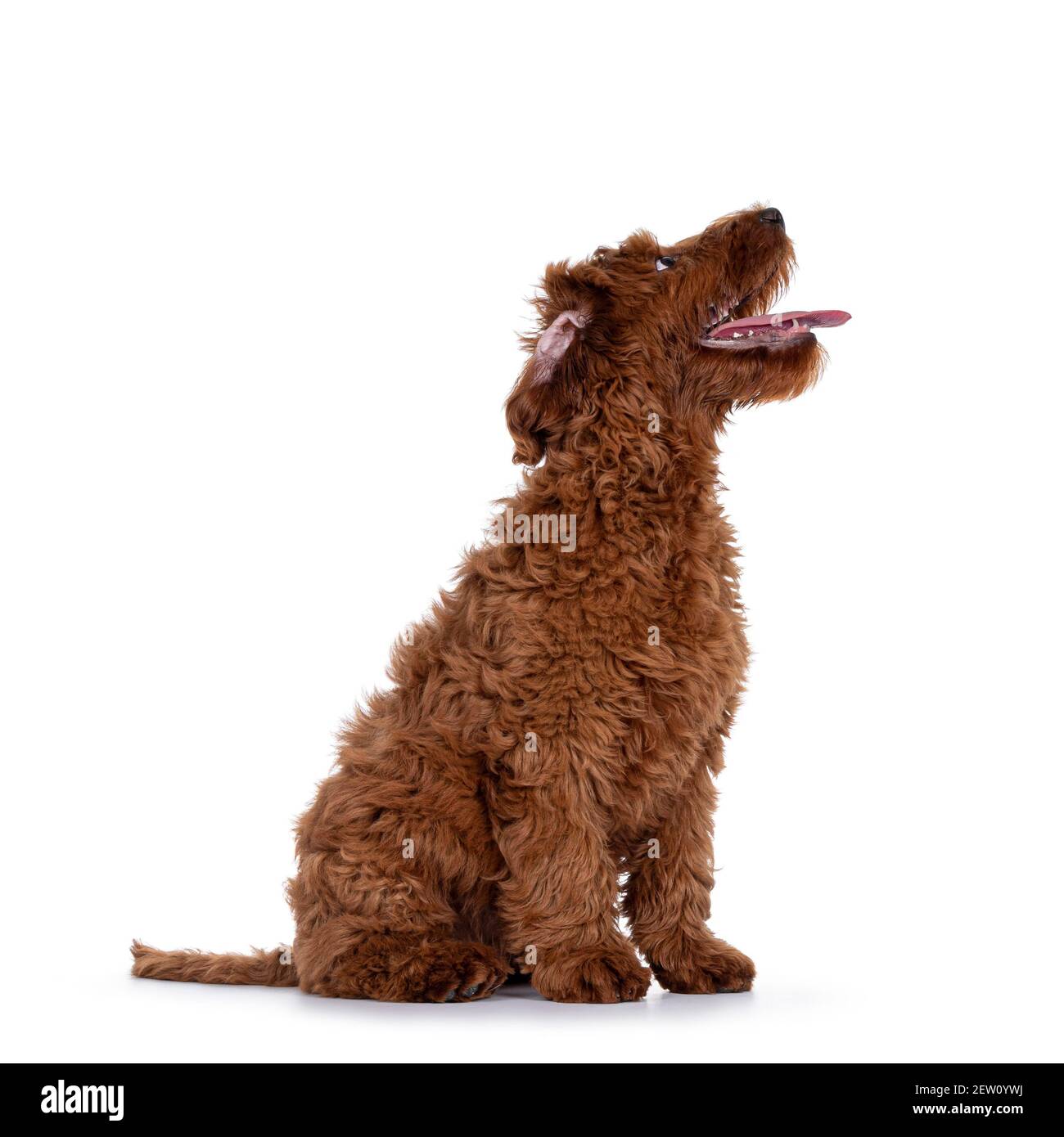 Cute red Cobberdog puppy, sitting side ways. Looking patiently up ...