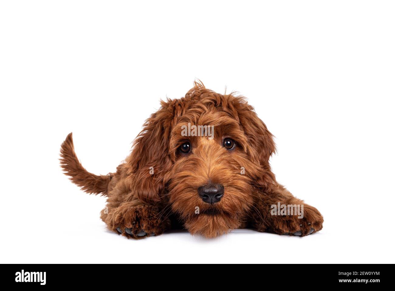 Cute red Cobberdog puppy, llaying down facing front. Looking curious ...