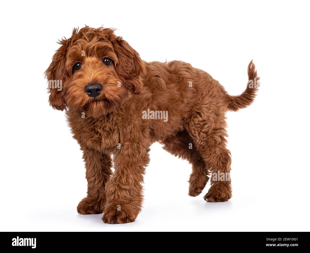 Cute red Cobberdog puppy, standing side ways. Looking curious towards ...