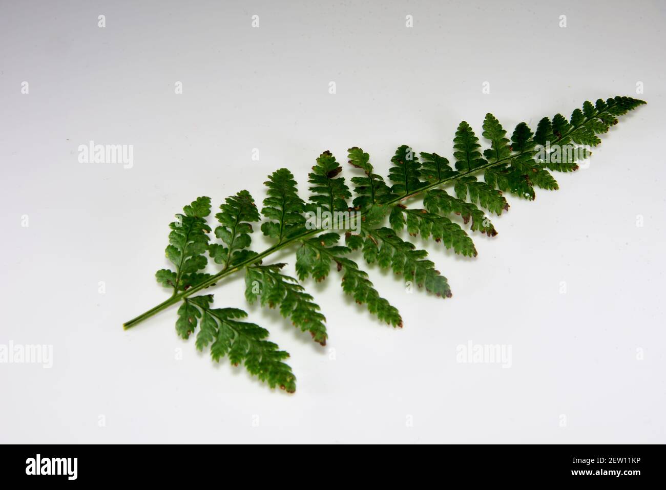 Florists fern hi-res stock photography and images - Alamy