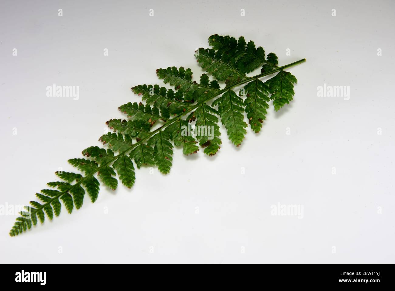 Florists fern hi-res stock photography and images - Alamy