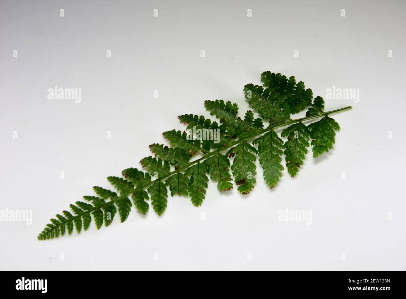 Pteridology hi-res stock photography and images - Alamy