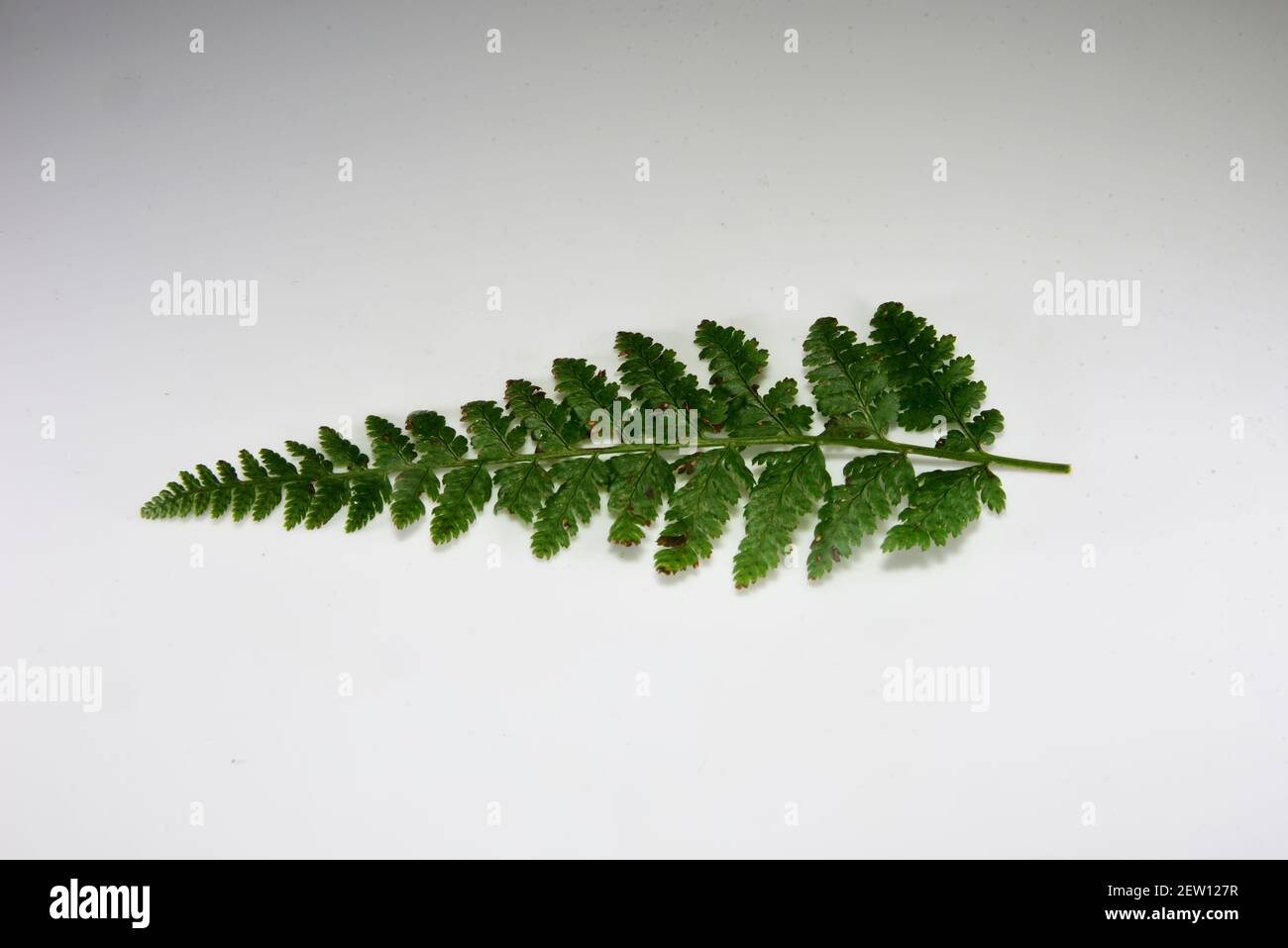 Sample of fern hi-res stock photography and images - Alamy