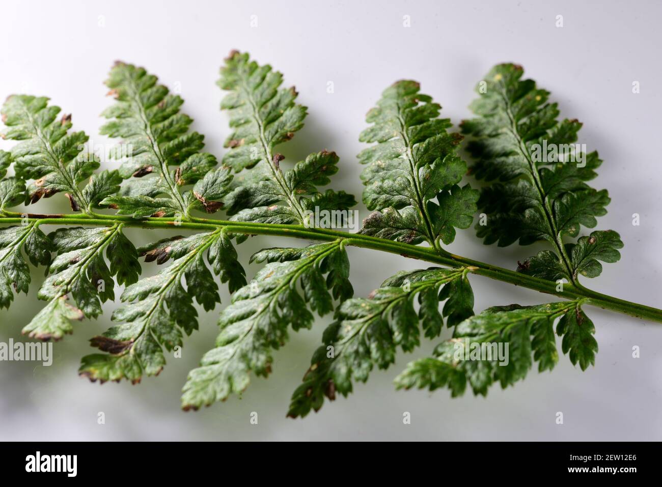 Pteridology hi-res stock photography and images - Alamy