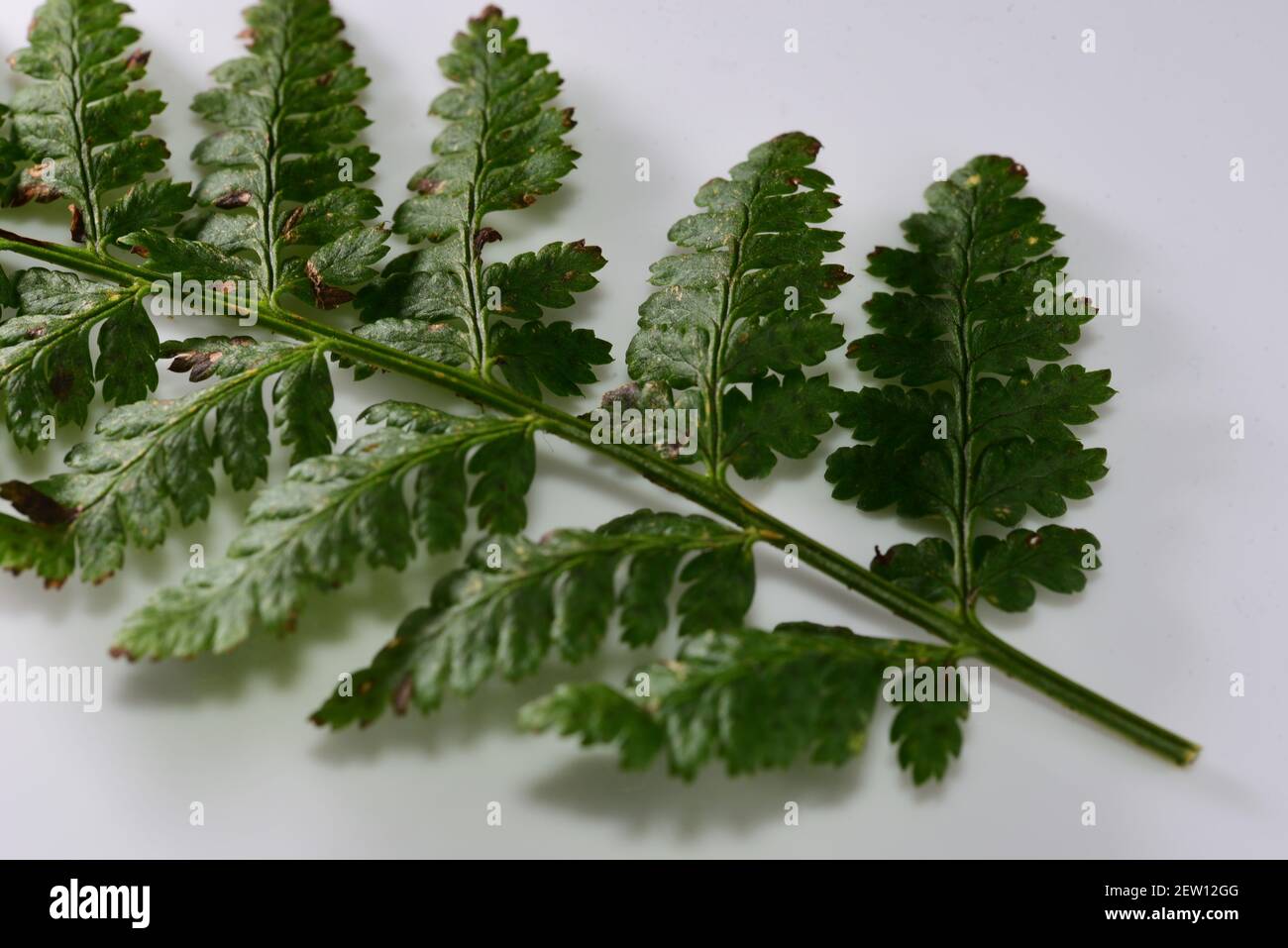 Florists fern hi-res stock photography and images - Alamy