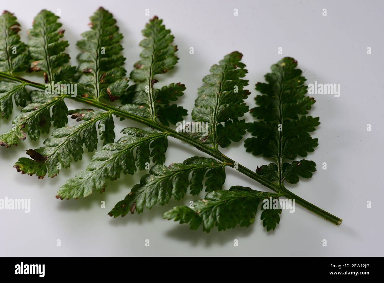 Florists fern hi-res stock photography and images - Alamy
