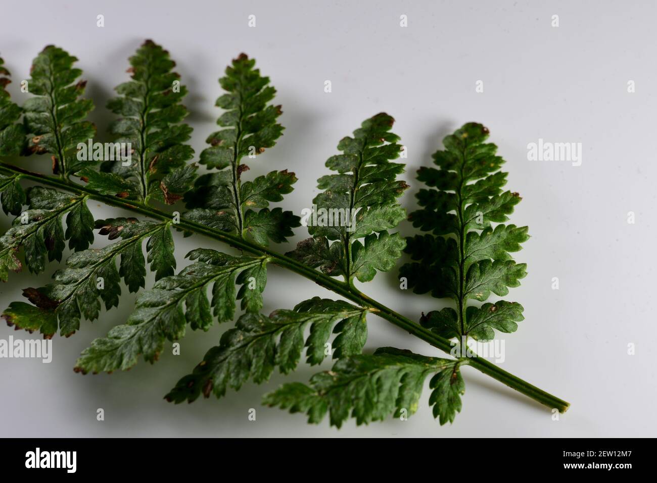 Florists fern hi-res stock photography and images - Alamy