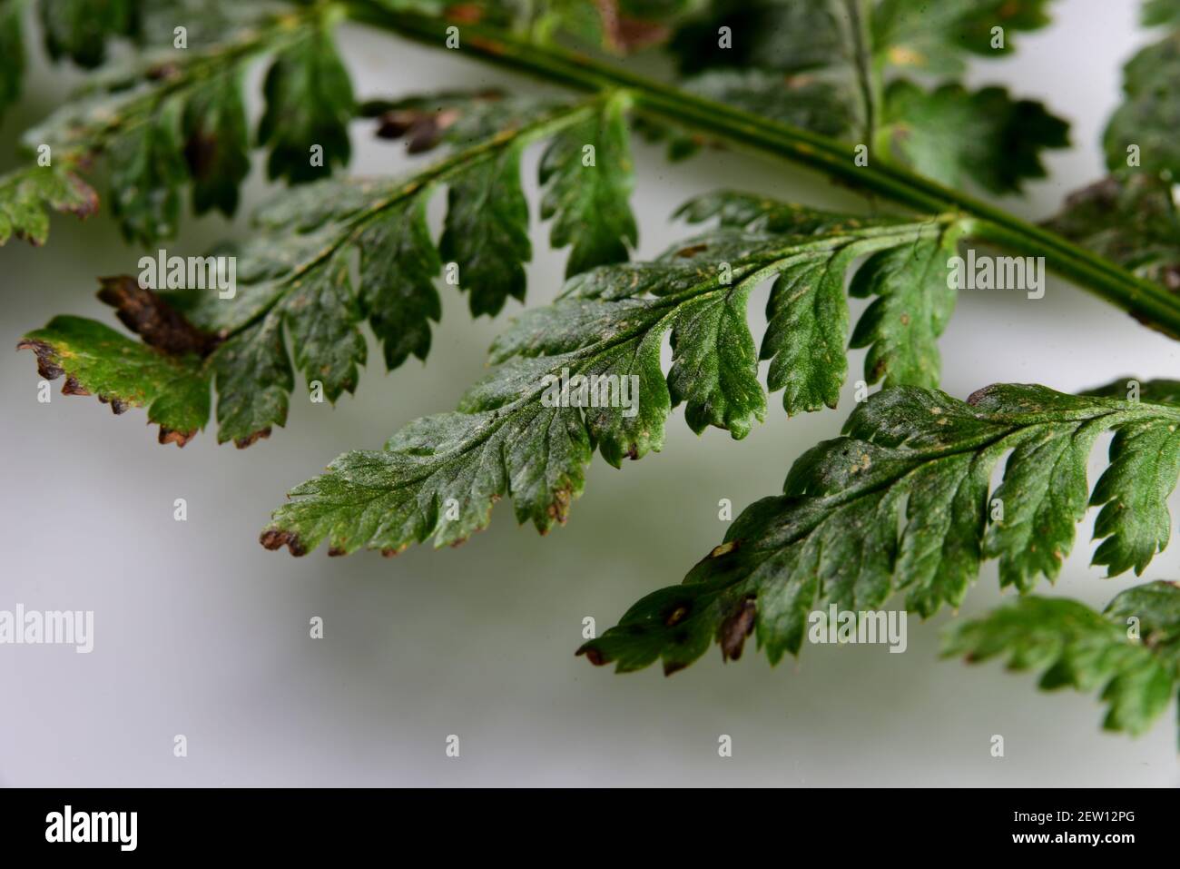 Florists fern hi-res stock photography and images - Alamy
