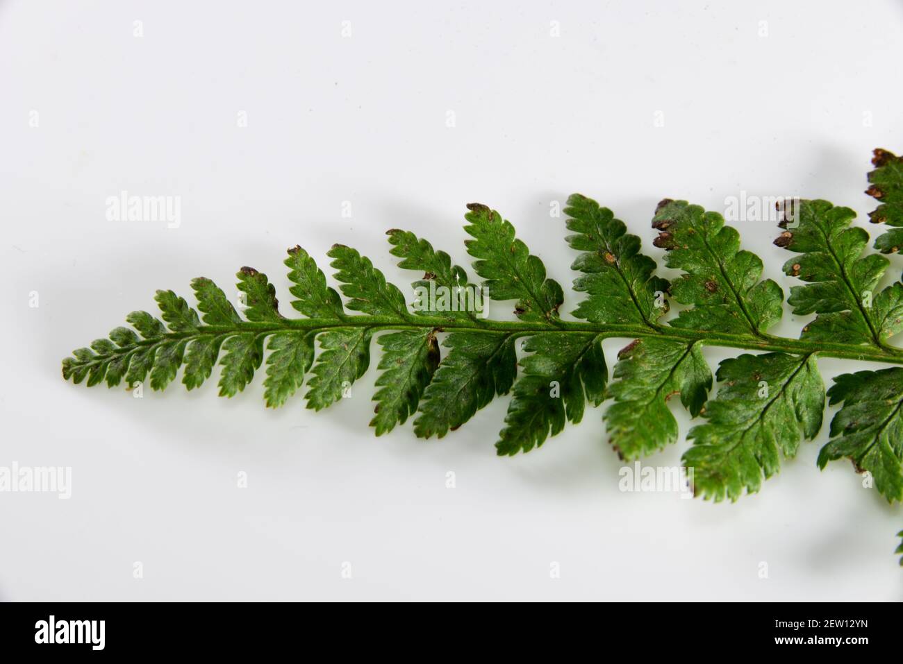 Florists fern hi-res stock photography and images - Alamy