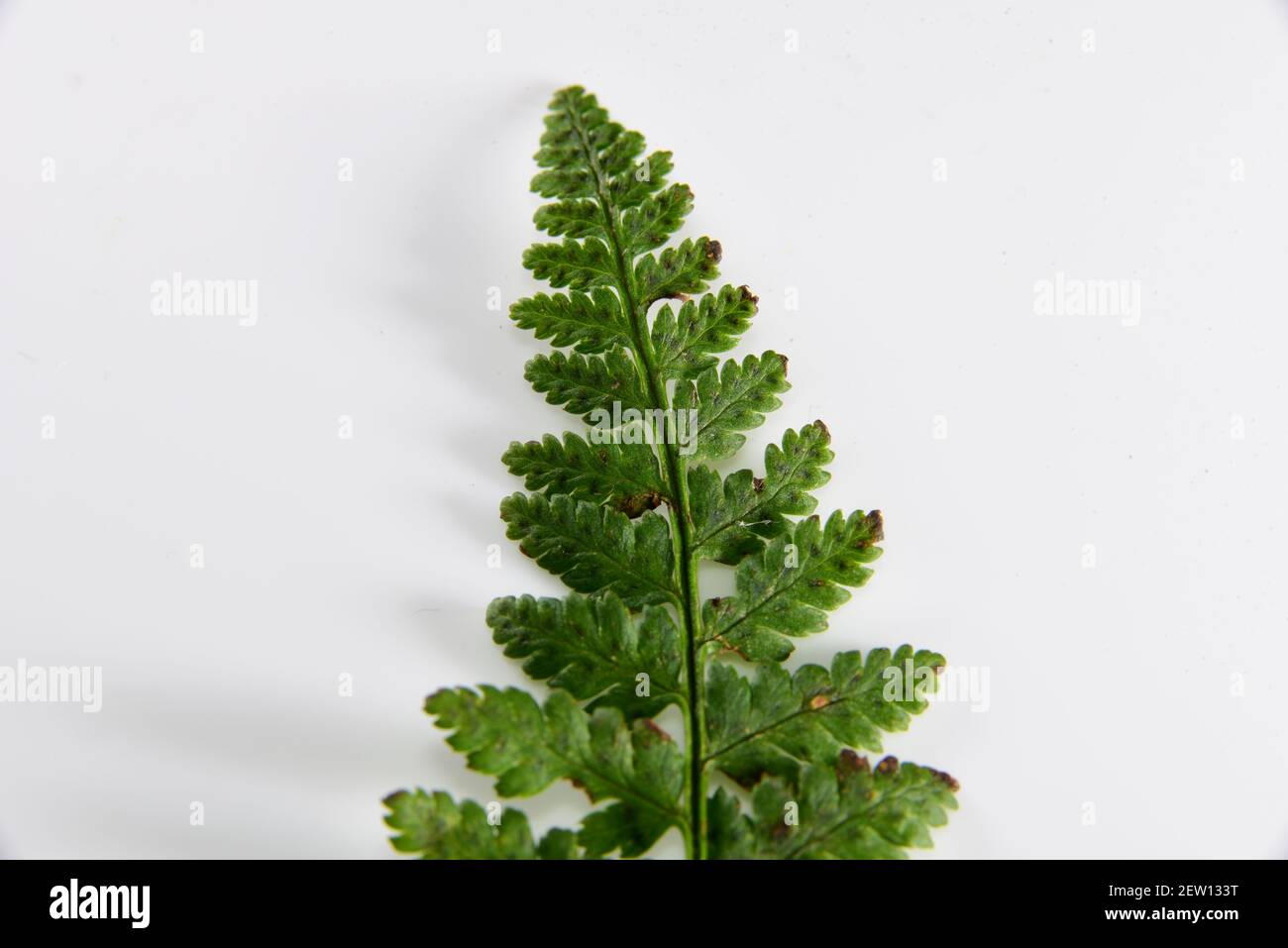 Sample of fern hi-res stock photography and images - Alamy