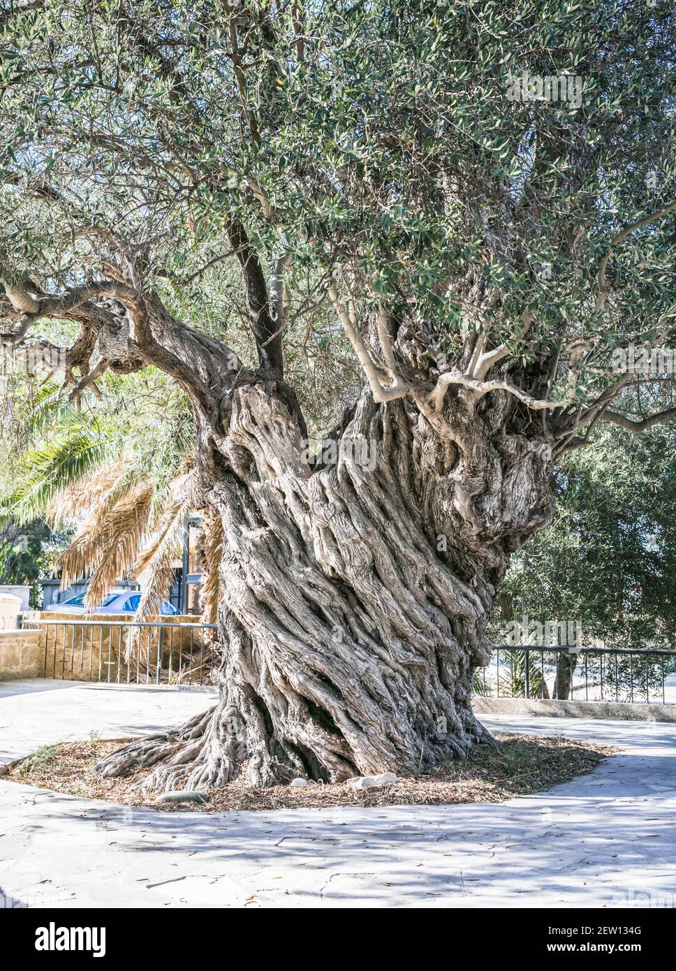 An ancient olive tree still producing olives. It is believed to be over ...