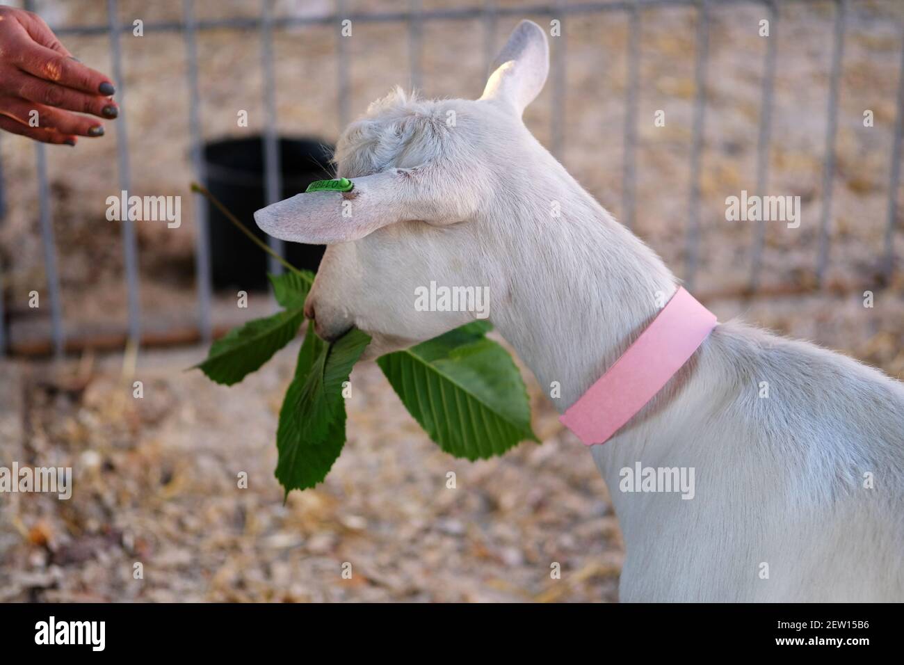 Goat eating leaf hi-res stock photography and images - Alamy