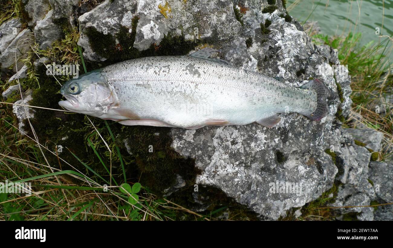 A top view of a caught trout on a rock in Voralpsee lake Switzerland ...
