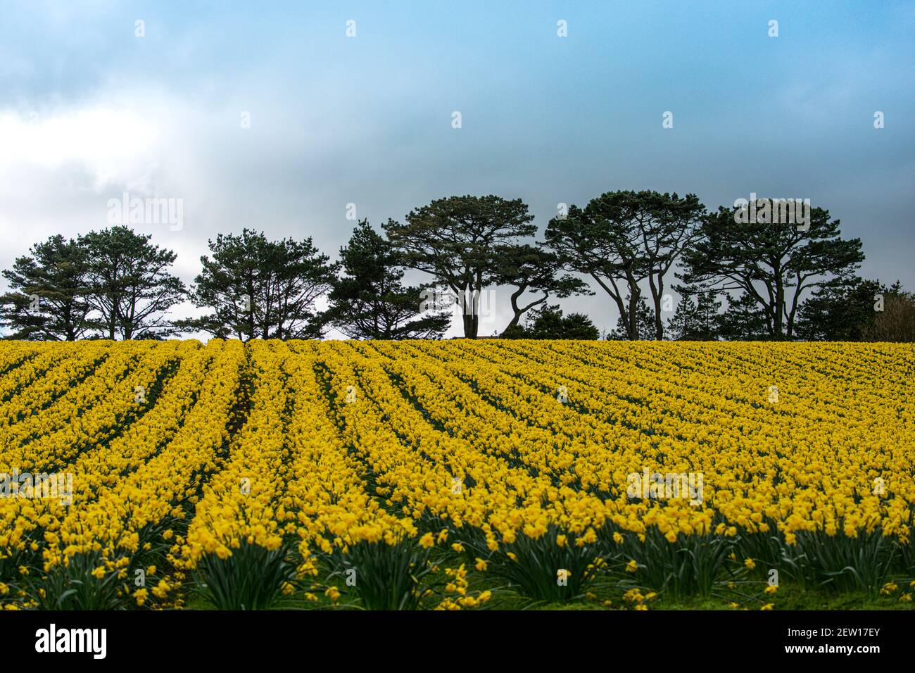 Cornwall turns yellow hi-res stock photography and images - Alamy