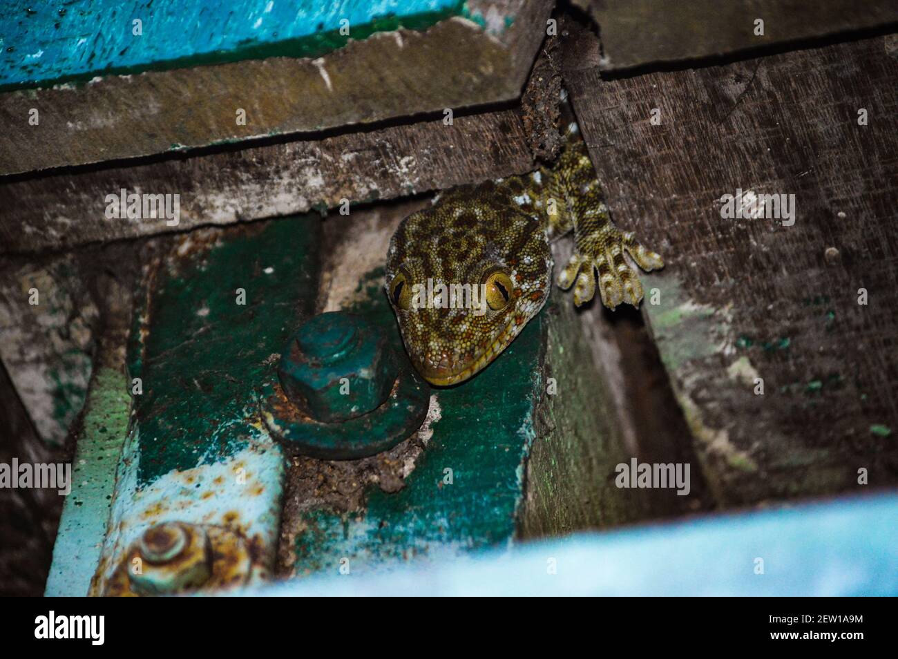 Geckos Of India High Resolution Stock Photography and Images - Alamy