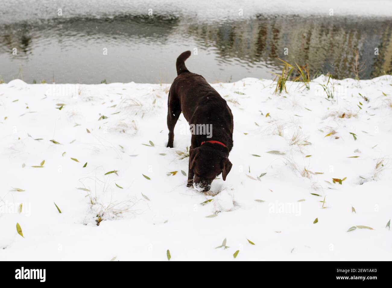 Black labrador retriever in snow hi-res stock photography and images ...
