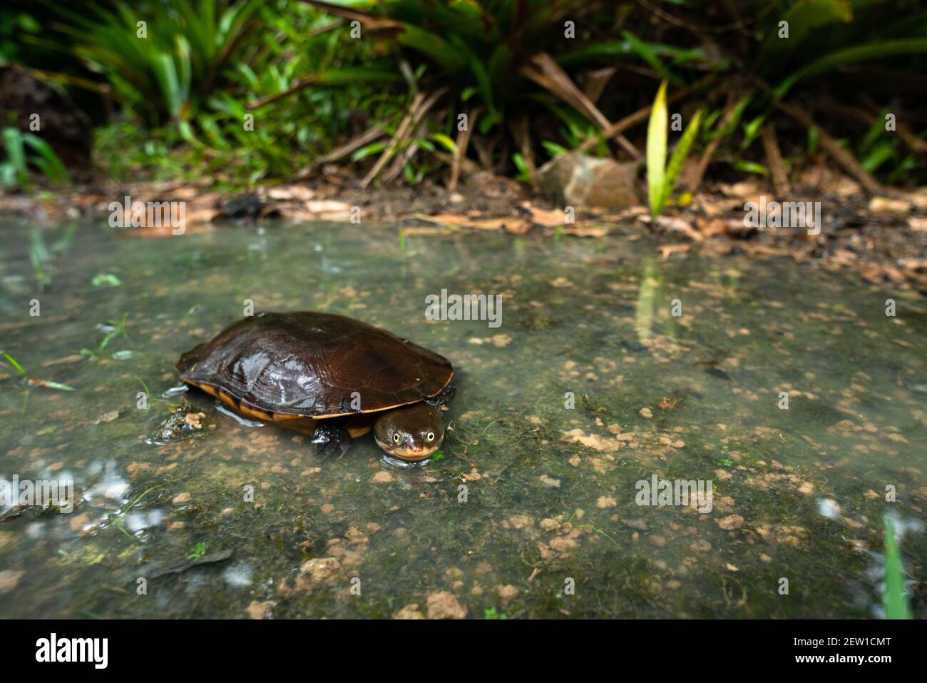 Brazil turtles hi-res stock photography and images - Alamy