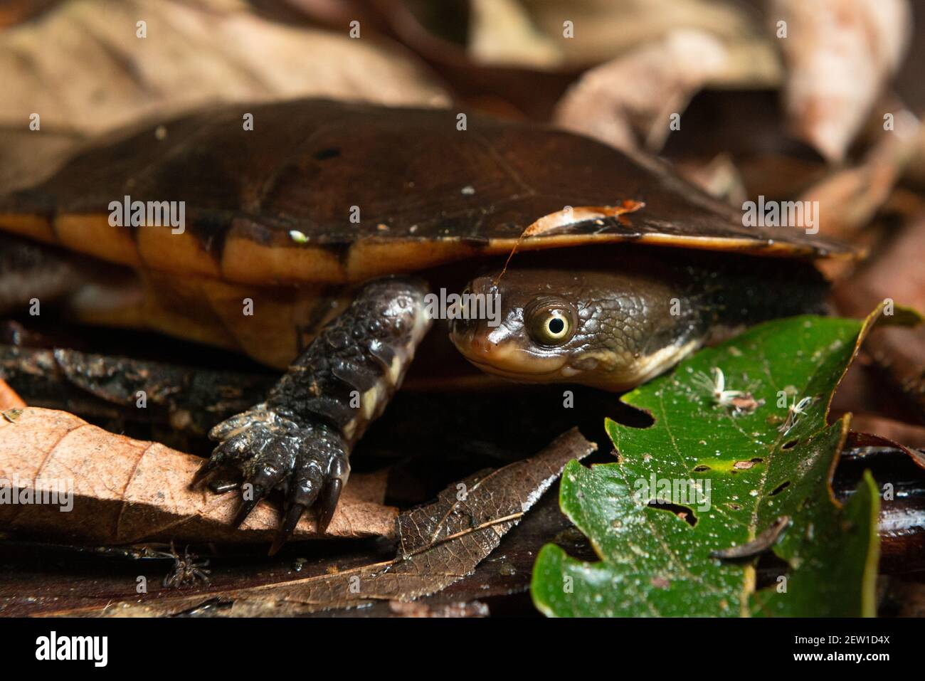 A Brazilian Snake-necked Turtle (Hydromedusa maximiliani) from ...