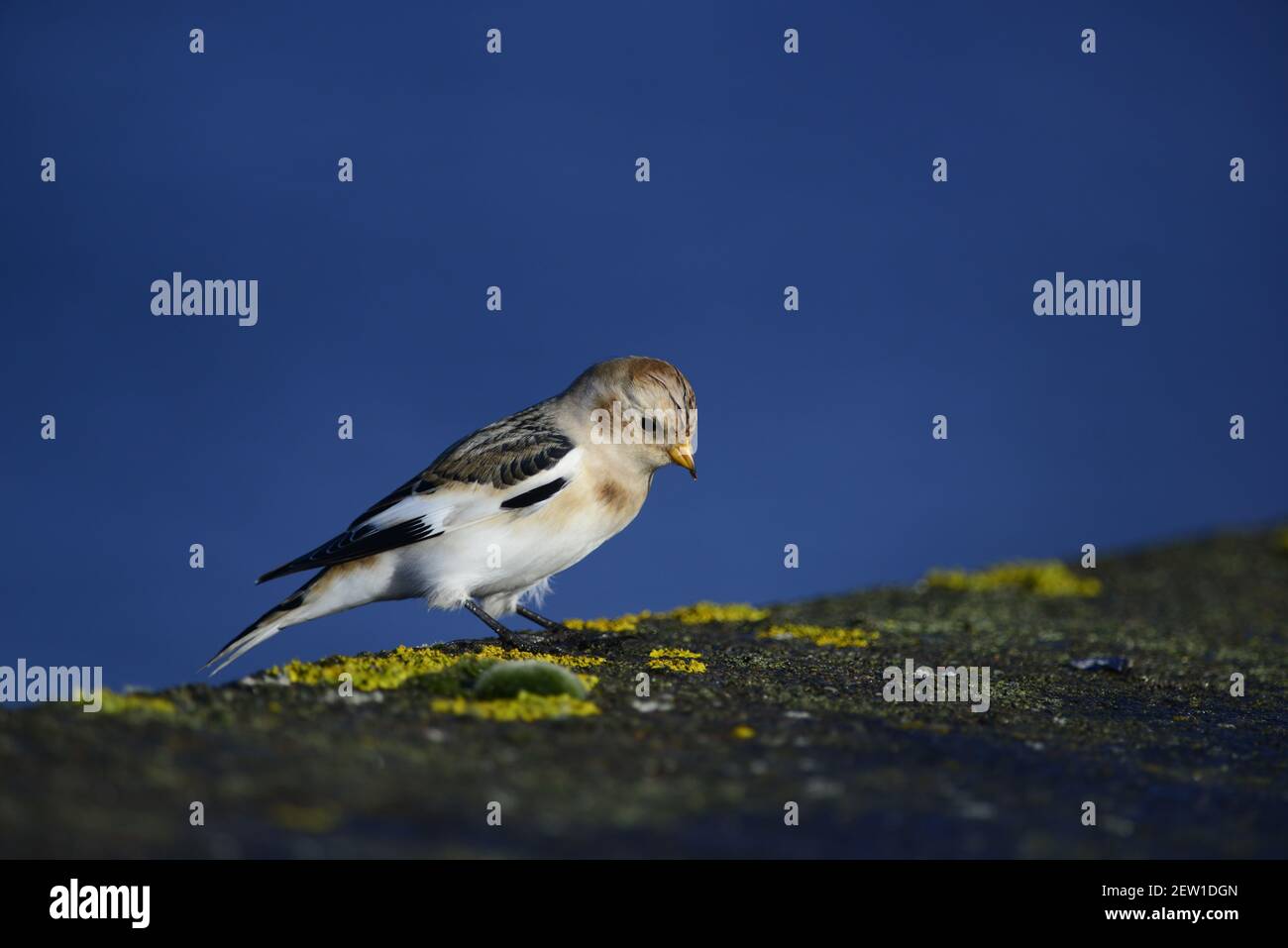 Snow buntings are large buntings hi-res stock photography and images ...