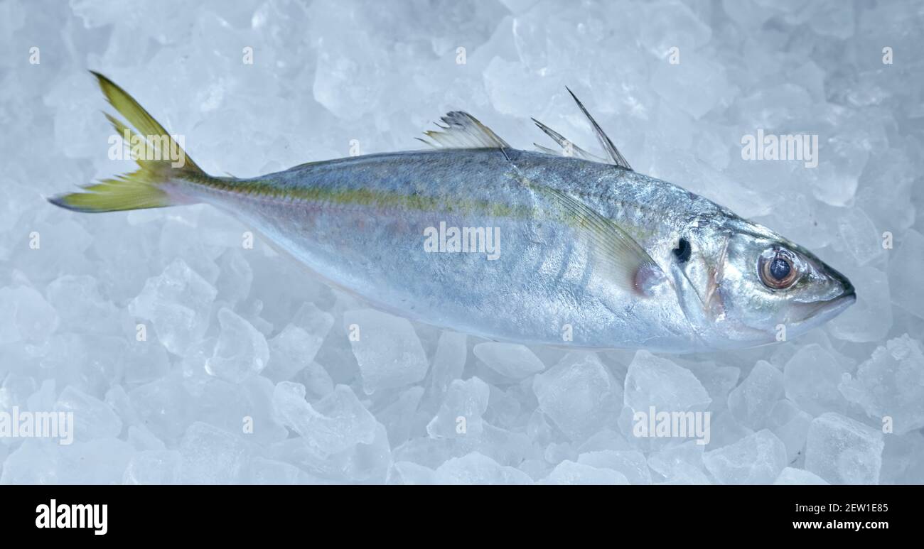 From above of whole fresh fish with light gray scales and tail on ...