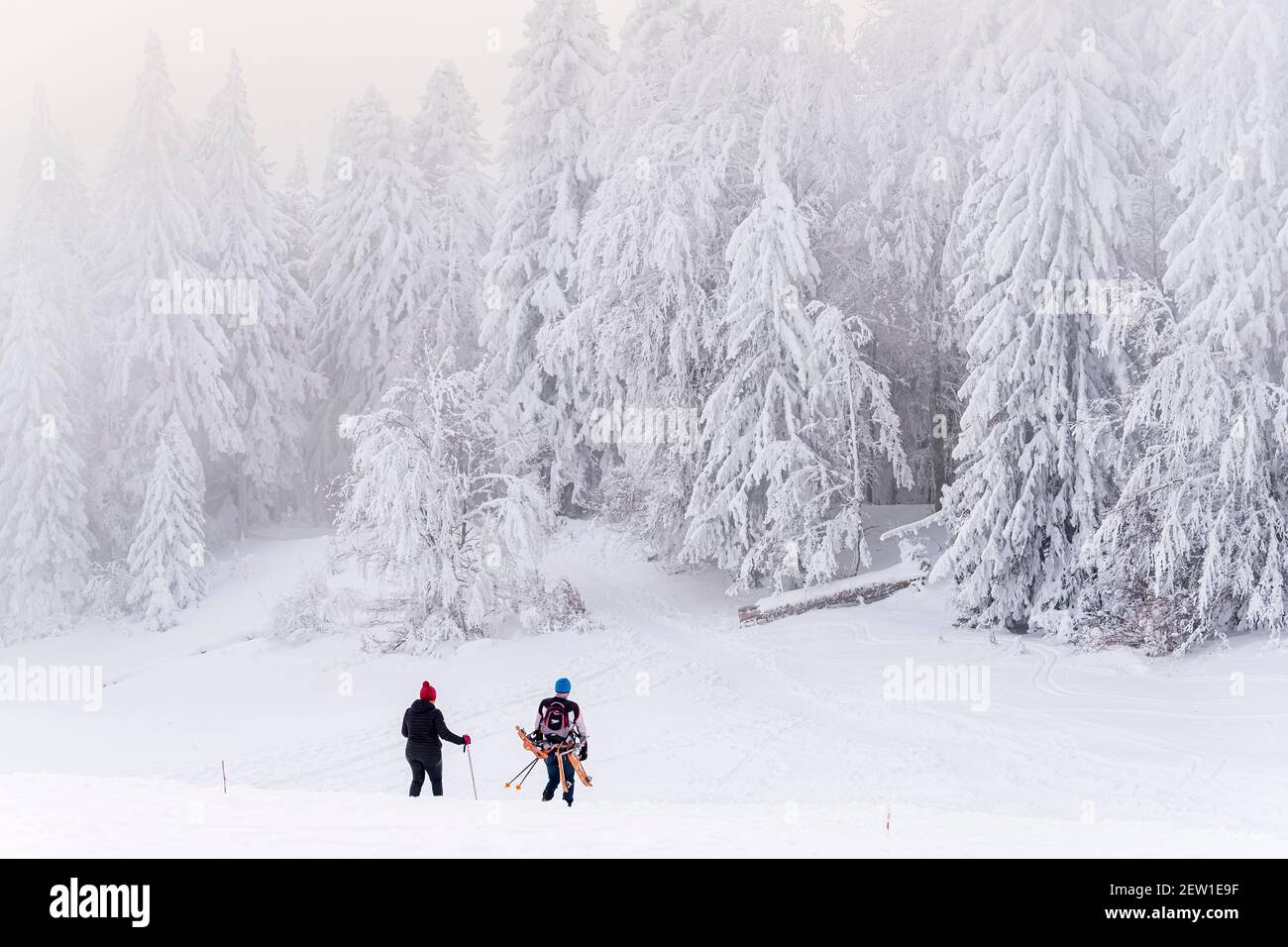 France, Isere, Chartreuse Regional Nature Park, hike starting from Le ...