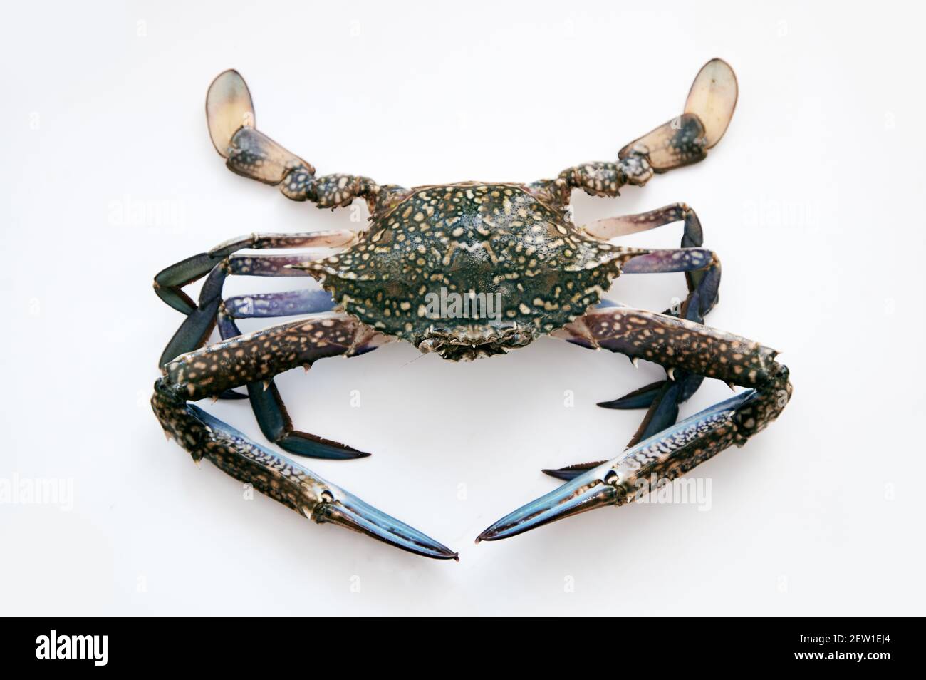 Raw large sized crab with pointed claws and ornament on carapace on ...