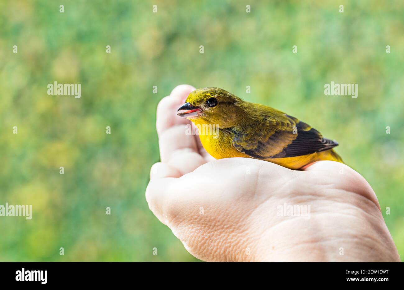 Canary bird hand hi-res stock photography and images - Alamy