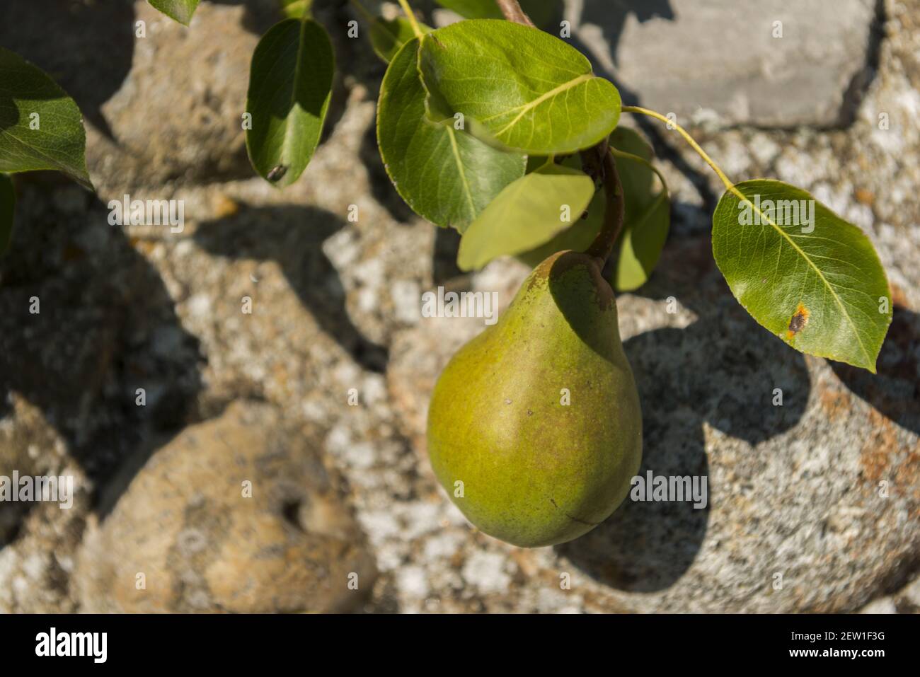 Remarkable pear tree hi-res stock photography and images - Alamy