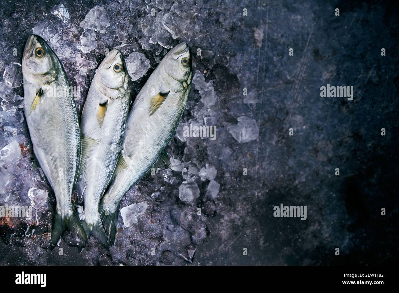Shads hi-res stock photography and images - Alamy