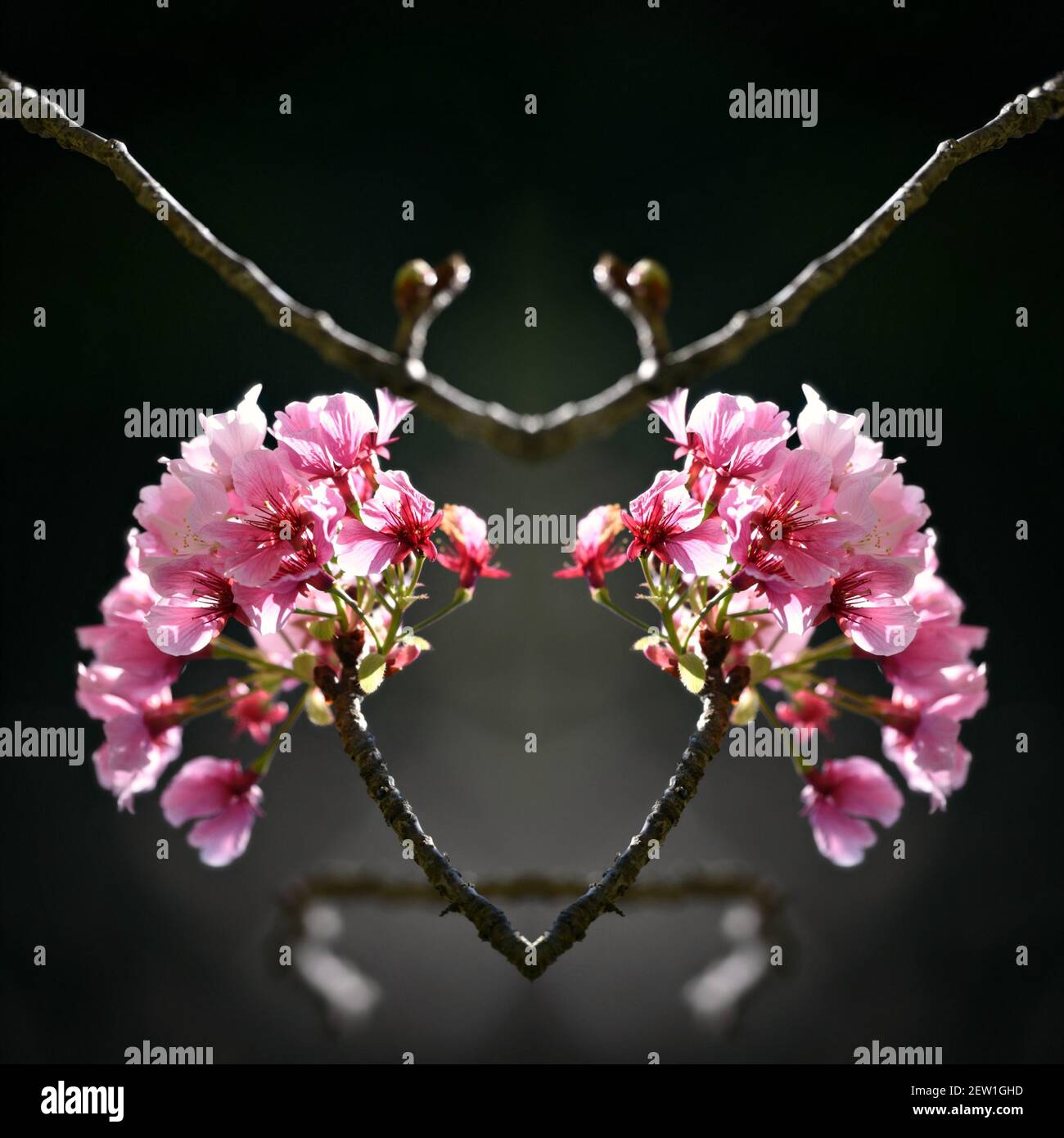 Cherry blossoms (Sakura) at the Japanese Friendship Garden in Balboa ...