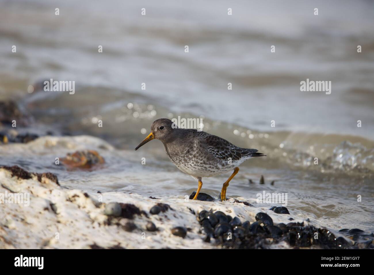 Sandpiper shoreline hi-res stock photography and images - Alamy