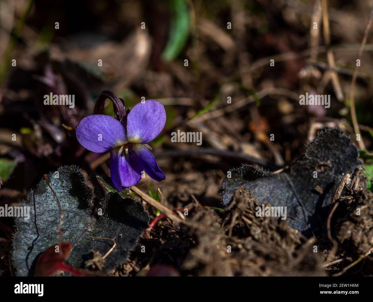 Growing spring speedwell flower, close-up photo of veronica flower ...
