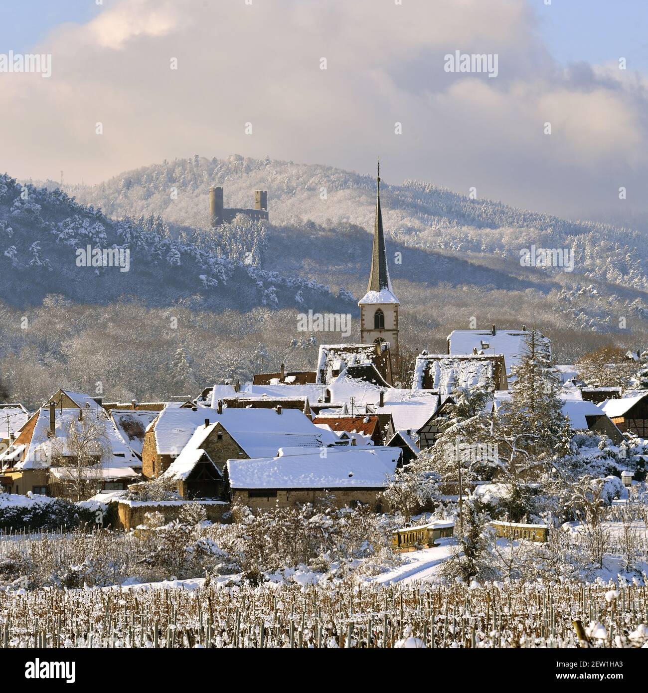 France, Bas Rhin, Alsace Wine Road, Mittelbergheim and Haut Andlau ...
