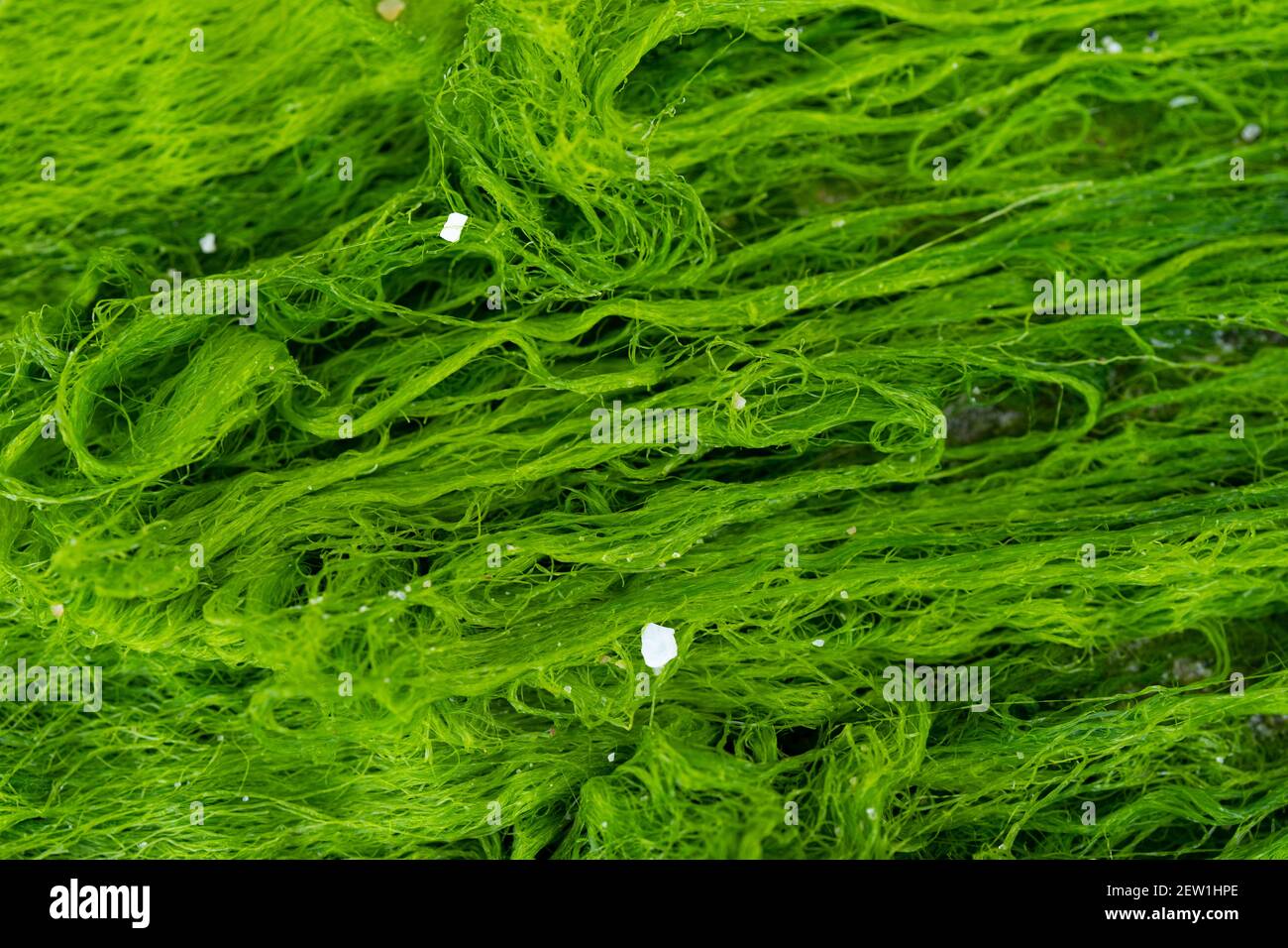 Green algae close-up background Stock Photo - Alamy