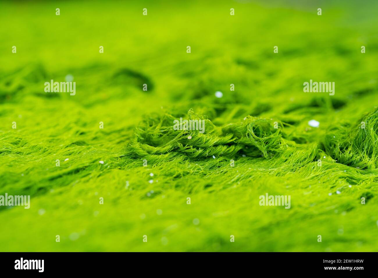 Green algae close-up background Stock Photo - Alamy