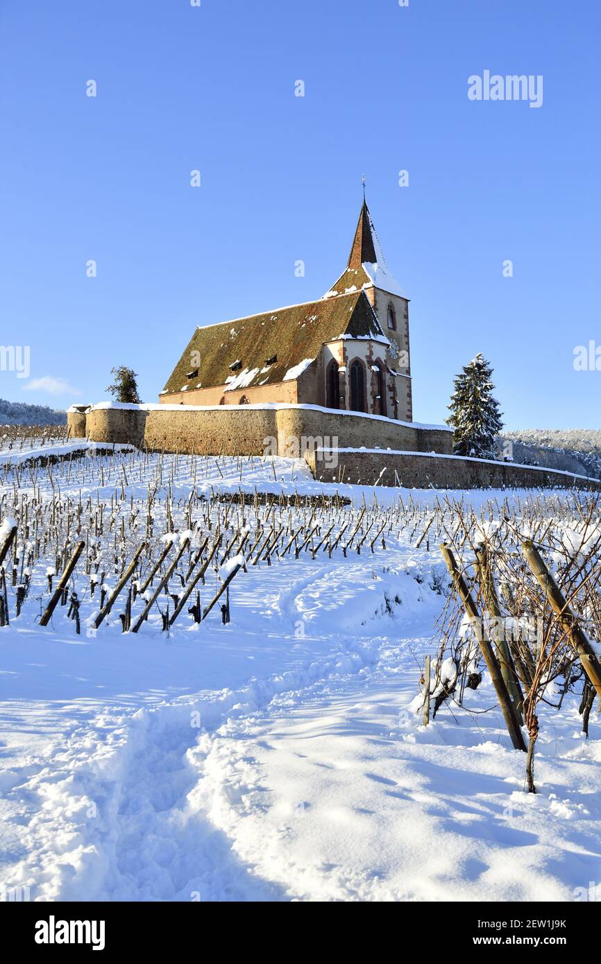 France, Haut Rhin, the Alsace Wine Route, Hunawihr, labelled Les Plus ...