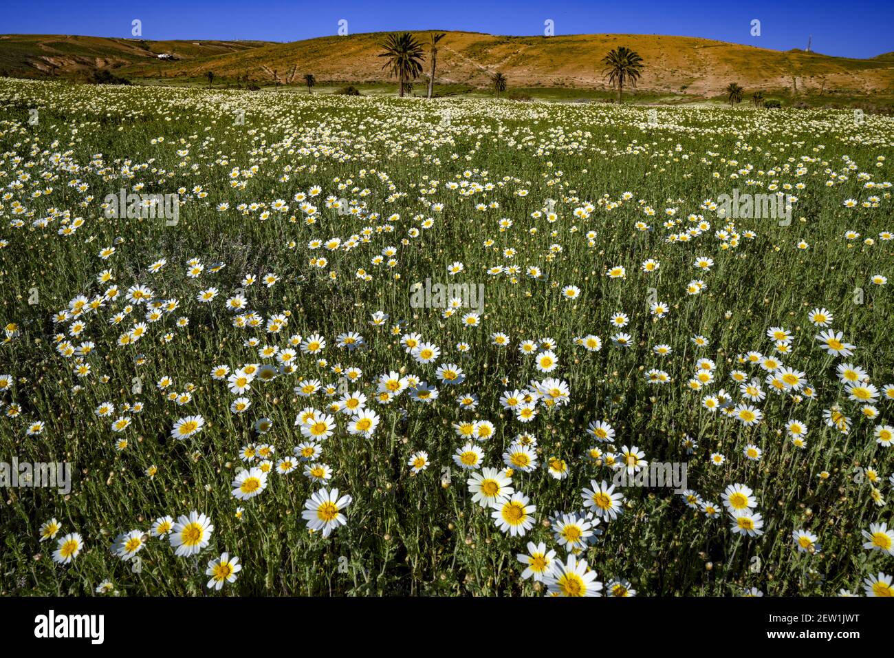 Haría lanzarote hi-res stock photography and images - Alamy