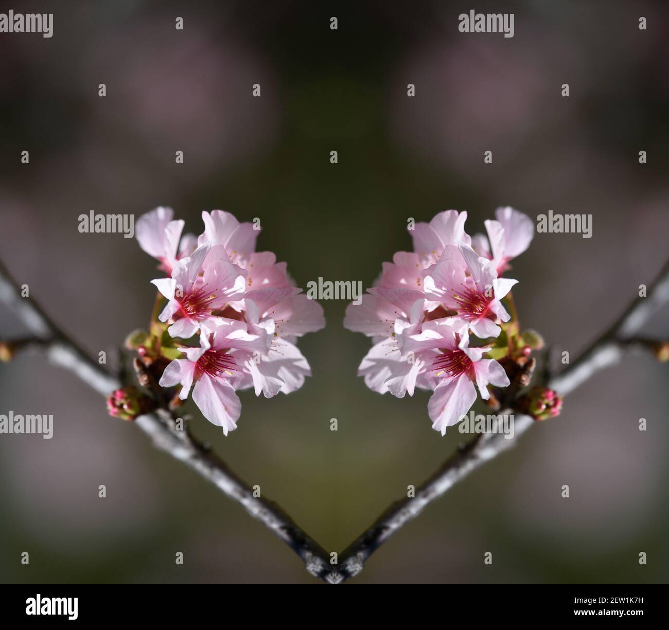 Cherry blossoms (Sakura) at the Japanese Friendship Garden in Balboa ...