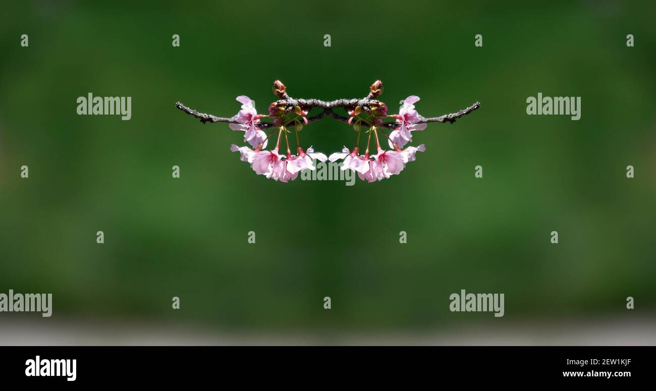 Cherry blossoms (Sakura) at the Japanese Friendship Garden in Balboa ...