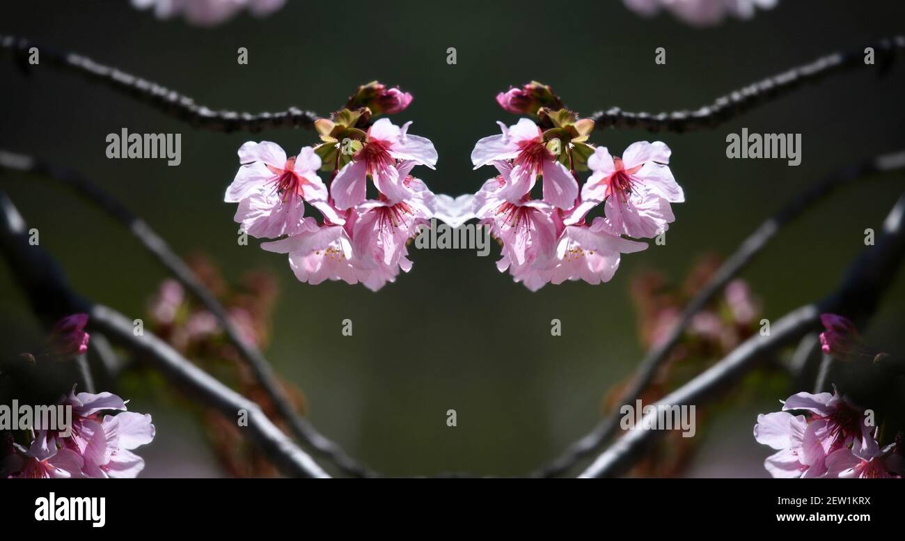 Cherry blossoms (Sakura) at the Japanese Friendship Garden in Balboa ...