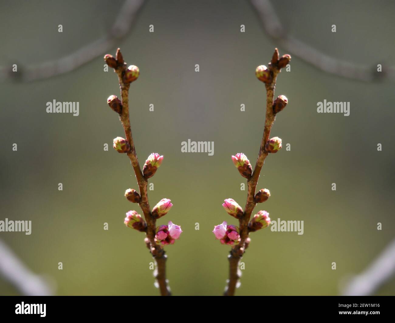 Cherry blossoms (Sakura) at the Japanese Friendship Garden in Balboa ...