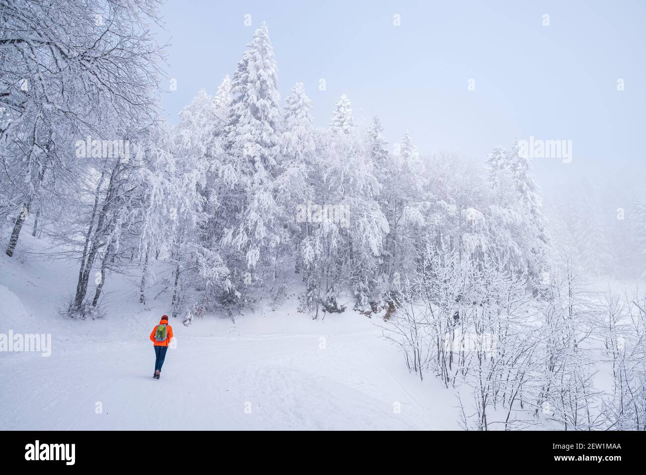 France, Isere, Chartreuse Regional Nature Park, hike towards Charmant ...