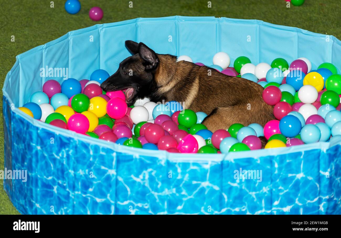 A cute Belgian Malinois puppy play in a small pool of plastic balls ...
