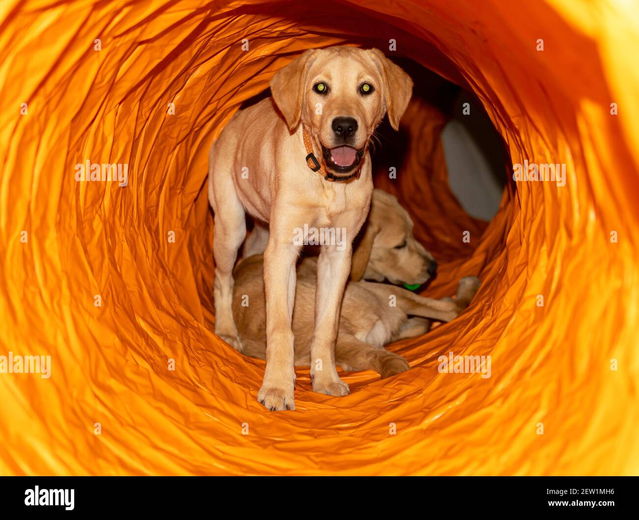 Tickle cove hi-res stock photography and images - Alamy